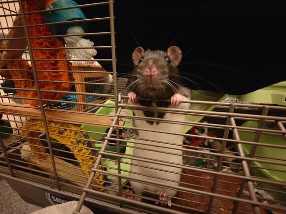 How Rats Laugh When Tickled — And Why They Might Be the Most Underrated ...