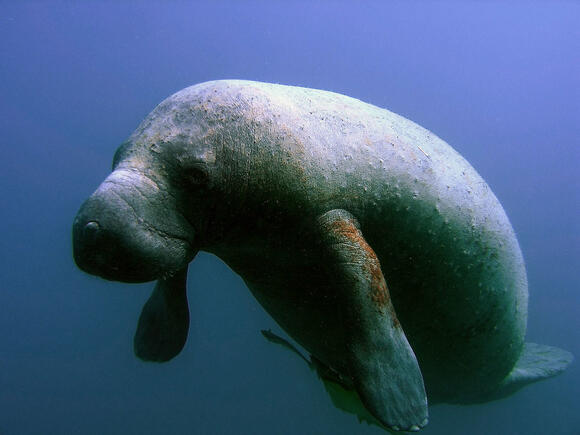 How Florida’s Manatees are Fighting for Survival - NewsBreak