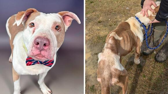 After 9 Years of Neglect, Goober Finally Knows Kindness: Now He Awaits ...