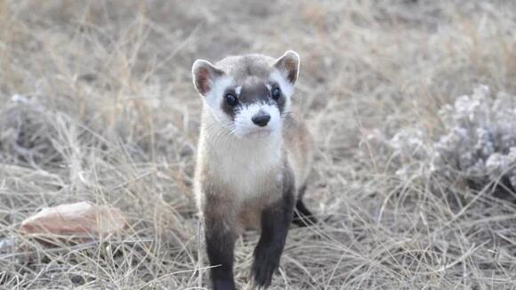 16 U.S. Creatures You Did not Know Were Endangered - NewsBreak