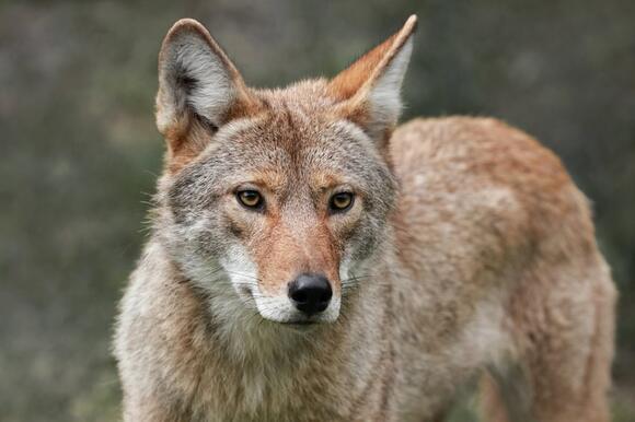 The Largest Coyote Pack Ever Heard Howling in Arizona - NewsBreak