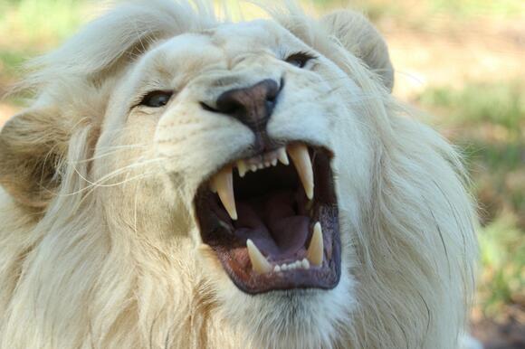 7 Best Countries for Ethical Big Cat Tourism - NewsBreak