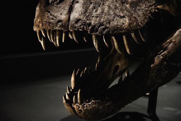 The Tarbosaurus Was Almost As Lethal as the T-Rex (But with More Teeth ...