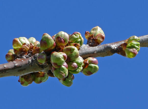 Spring Walks and Seasonal Shifts: How Animals and Plants React to the ...