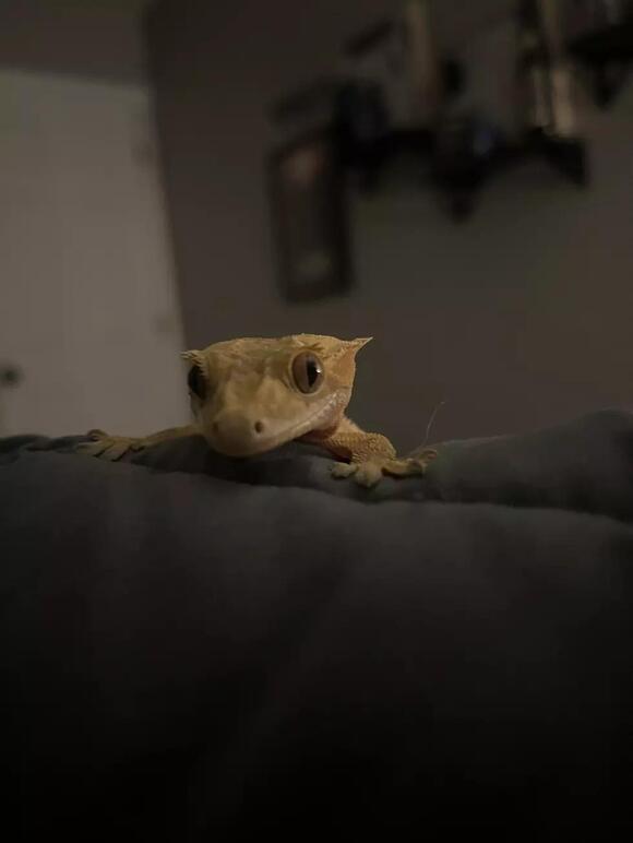 VOTE NOW: Your Cute Pet Pics Could Send You to See Ed Sheeran! - NewsBreak