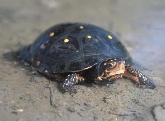 10 Types of Turtles in Michigan - NewsBreak