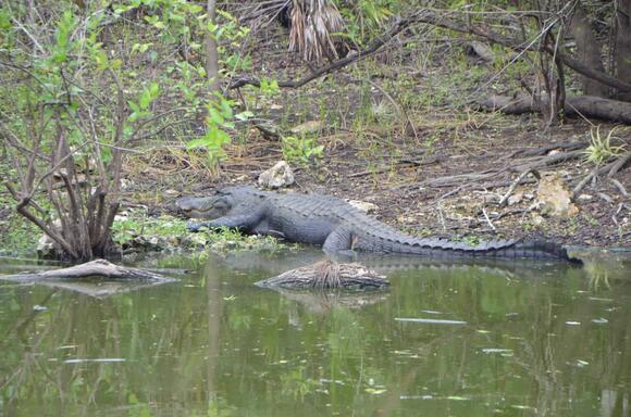 17 Incredible Facts About Alligator Reproduction and Parenting - NewsBreak