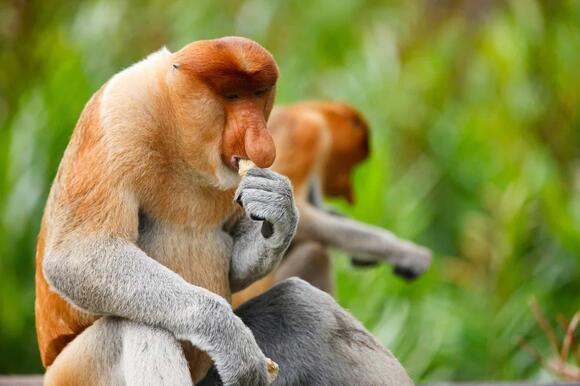 The Evolution of Proboscis Monkeys’ Bizarre Noses - NewsBreak