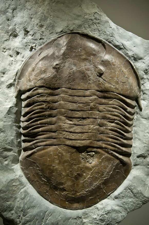 The Complete List of Every U.S. State Dinosaur and Fossil - NewsBreak