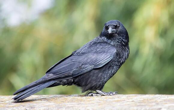 What It Means When Crows Leave Gifts on Your Porch (Ornithologists ...