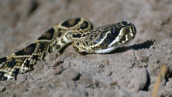 14 Signs Your Pet Reptile Is Stressed - NewsBreak