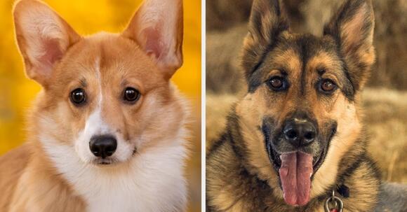 Finally, Some Good News: Seven Dog Friends Are Going Viral After They ...