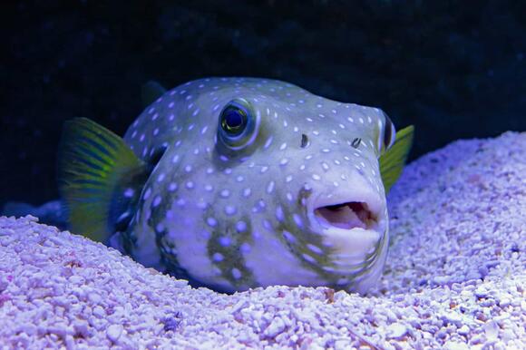 Why Pufferfish Inflate When Threatened - NewsBreak
