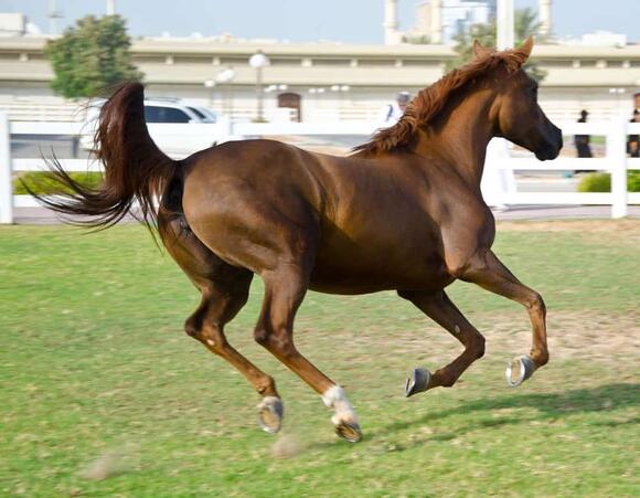 12 Horse Breeds That Thrive in Harsh Weather Conditions - NewsBreak