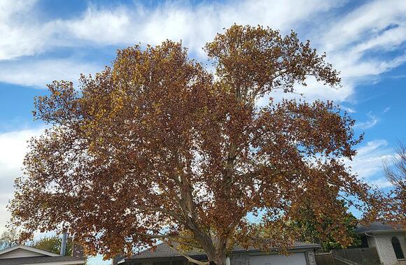 Amarillo Fall 2025 Weather Forecast and First Snow Dates - NewsBreak