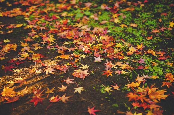 New Jersey’s Most Stunning Fall Foliage Spots - NewsBreak