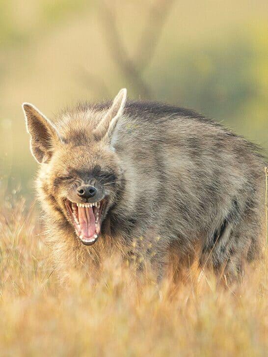 The Pungent Scent of the Male Brown Hyena - NewsBreak