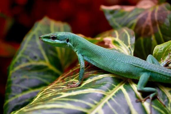 Some Reptiles Can Change Their Skin Color in Seconds - NewsBreak