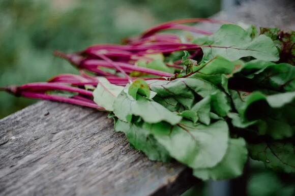 The 10 Most Nutrient-Dense Vegetables You've Probably Never Tried ...