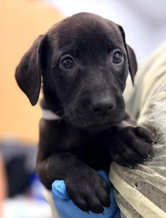 🐶 Labrador & Golden Retriever Puppies Ready for Adoption in Hartsville ...