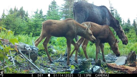 Watch these baby moose with their mom - NewsBreak