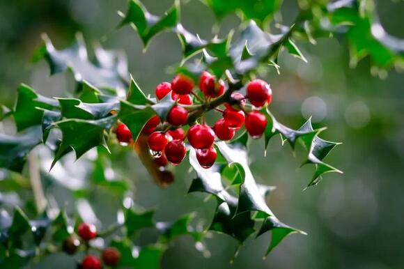 10 Native Shrubs That Bring Songbirds to Your Backyard - NewsBreak