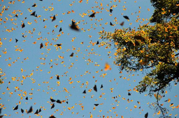 Hidden Spots to Witness the Monarch Butterfly Migration - NewsBreak