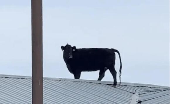 Watch As A Cow Jumps Onto A Roof - NewsBreak