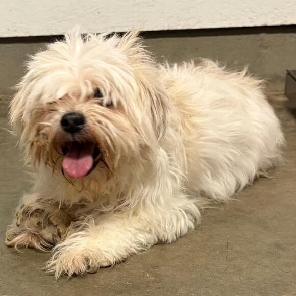 🐶 Senior & Adult Dogs Ready for Adoption in Spring Hill, KS - NewsBreak