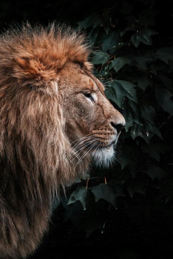 How Technology Is Helping Protect Endangered Big Cat Species - NewsBreak