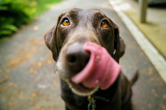 What is the ‘Dog with Apple’ meme? Decoding the viral ‘Apple Dog’ AI ...