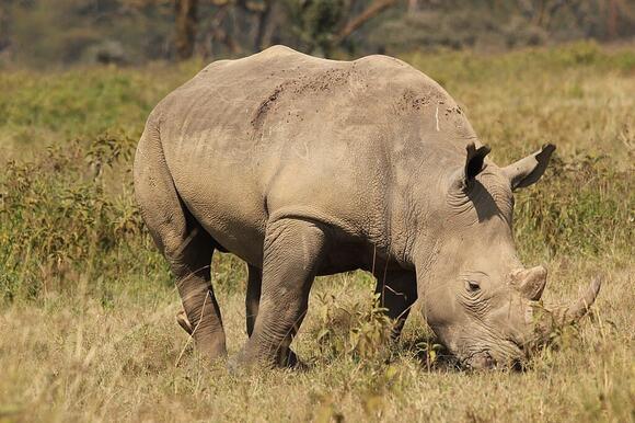 The State of Conservation in 2025: Progress and Problems - NewsBreak
