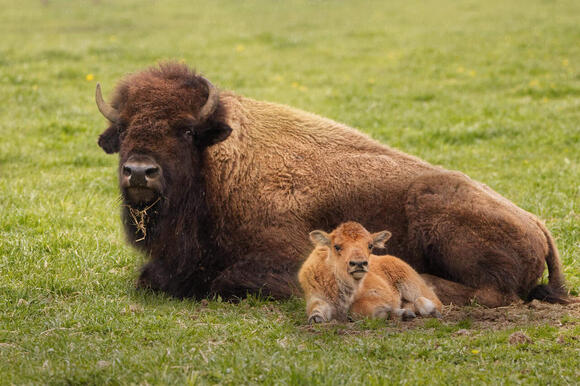 20 Shocking Facts About The American Bison You Didn’t Know - NewsBreak
