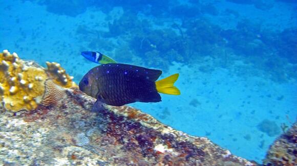 12 Fish That Can Change Gender - NewsBreak