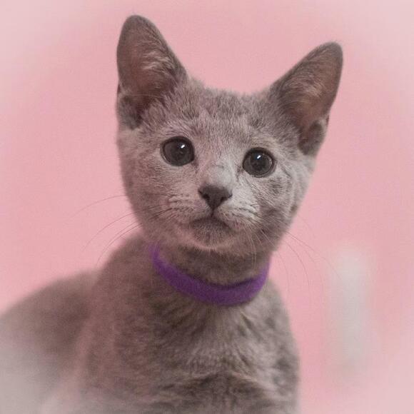 🐱 Russian Blue Kittens Ready for Adoption in Ponte Vedra - NewsBreak