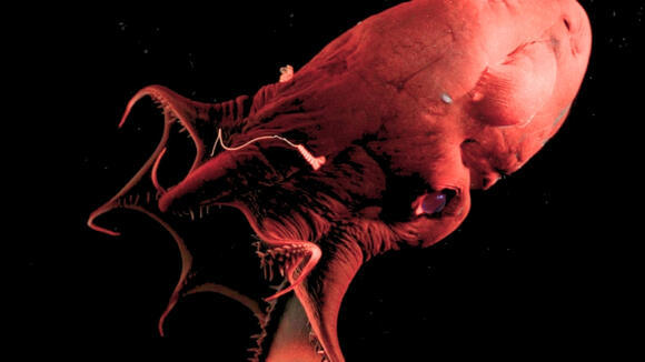 This Week in Science: Vampire Squid, a Galactic Tornado, And Much More ...