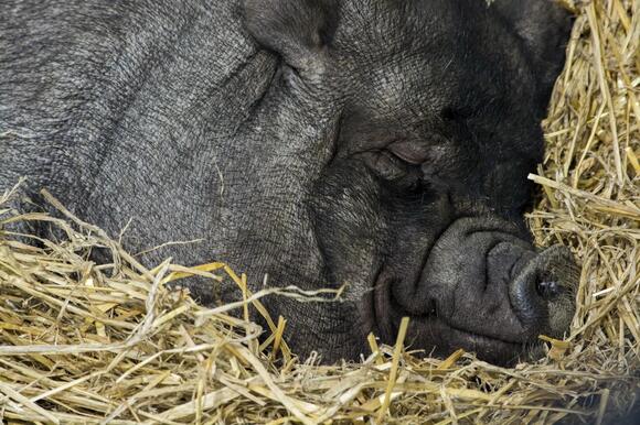 Largest Pig Ever Recorded Found In Tennessee - NewsBreak