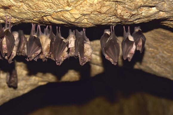 Bats Are Friends, Not Foes, And Here's Why They Matter - NewsBreak