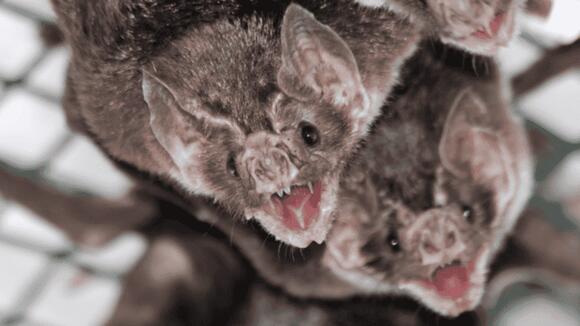 13 Creepy Creatures That Come Out Only at Night - NewsBreak