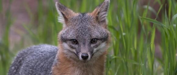 Foxes in Indiana: Types and Where They Live - NewsBreak