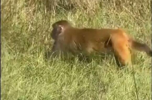 Mississippi mom-of-5 guns down escaped lab monkey in her back yard over ...