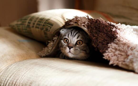 Here Are Some Fun New Jersey Cat Names And The Most Popular In The ...