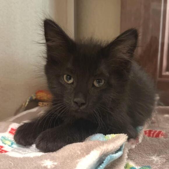🐱 Friendly Cats Waiting for Adoption in Carson City - NewsBreak