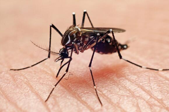More than Nuisances: Mosquitoes pose serious health dangers - NewsBreak