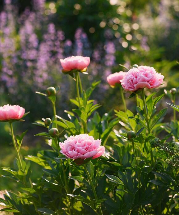 What to Do With Peonies in June to Unlock a Stunning Show of Flowers ...