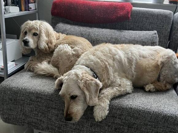 Senior Goldendoodle Max needs a new forever home after owner sadly ...