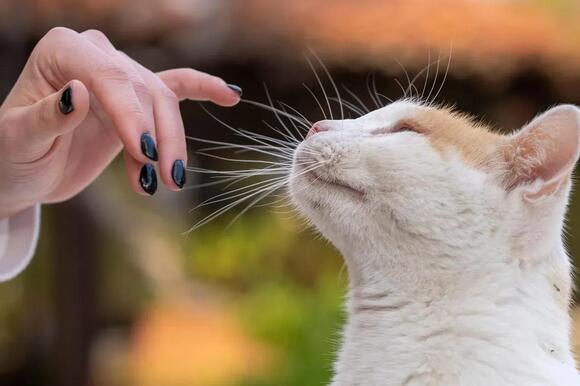 Cats Have a Sixth Sense for Human Emotions, Science Says Why - NewsBreak