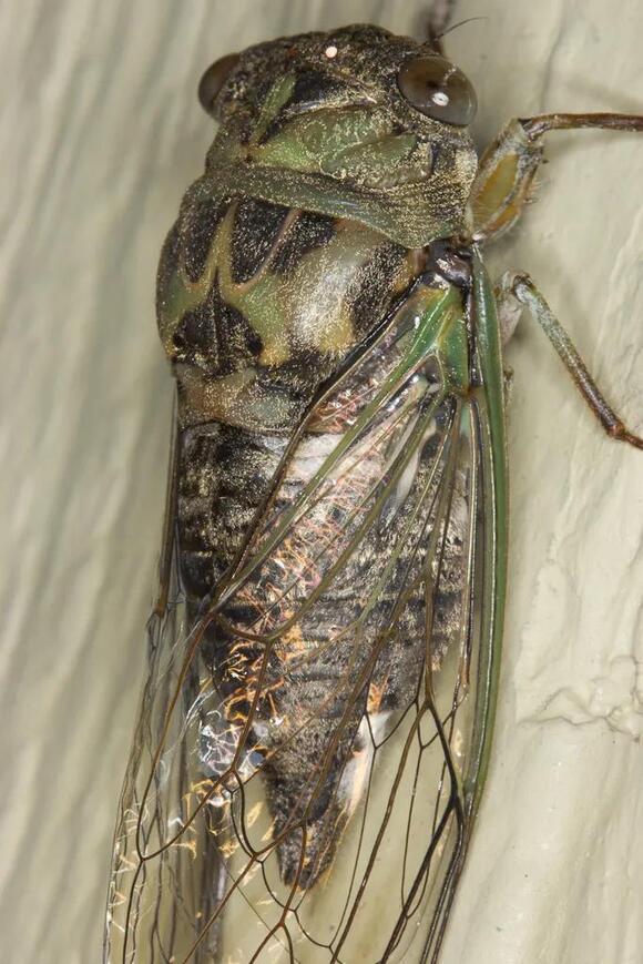 The 9 Cicada Species You’ll Find in Michigan (And When to Hear Them ...