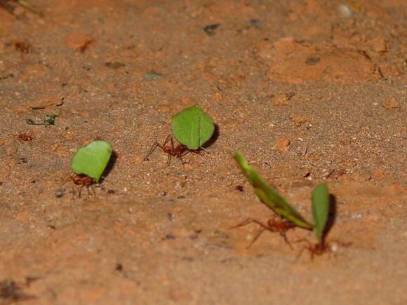 The Symbiotic Architects: Leafcutter Ants and Their Underground Fungal ...