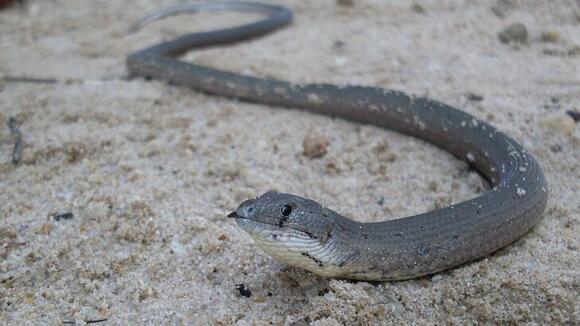 Why Some Lizards Are Losing Their Limbs Over Time - NewsBreak
